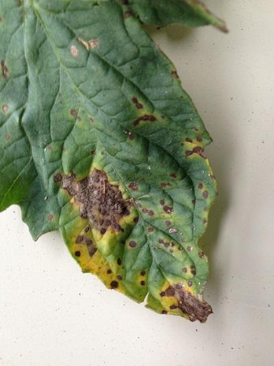 Septoria Leaf Spot of Tomatoes | University of Maryland Extension